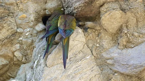 Burrowing parakeet couple, Cyanoliseus p... | Stock Video | Pond5