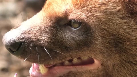 Bush Dog Stock Video Footage | Royalty Free Bush Dog Videos | Pond5