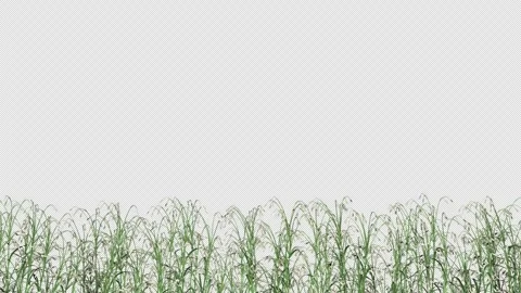 Hairy Bush Stock Videos – Royalty-Free HD & 4K Videos | Pond5