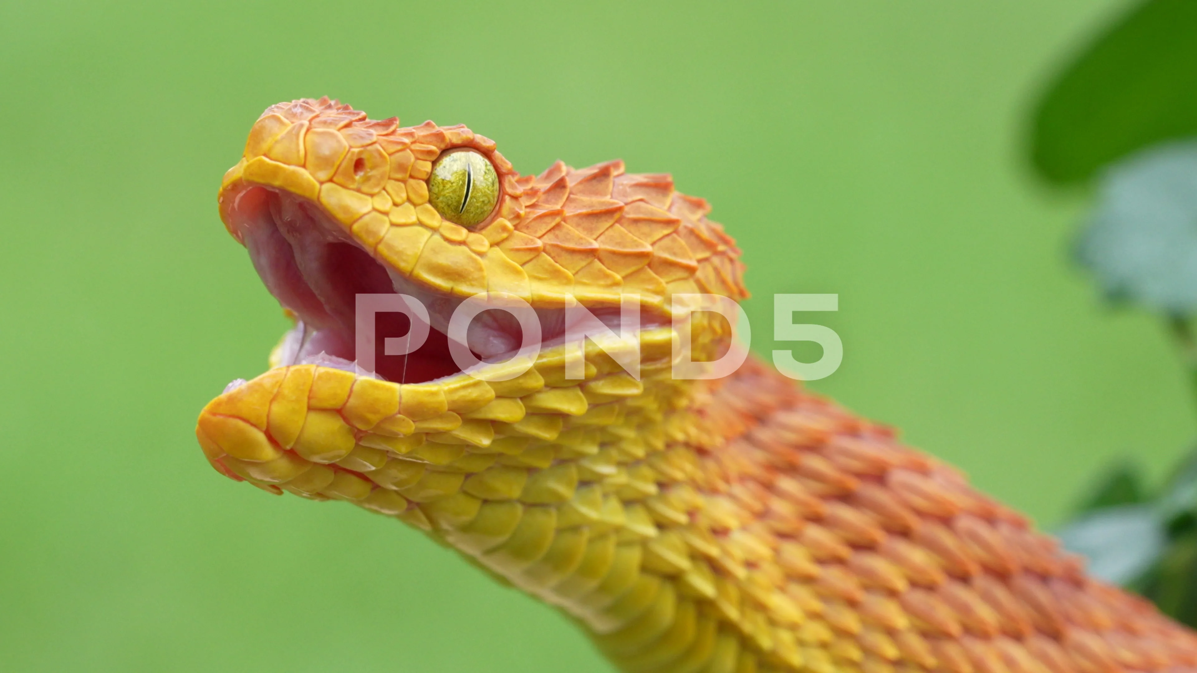 Snake Side View Mouth Open