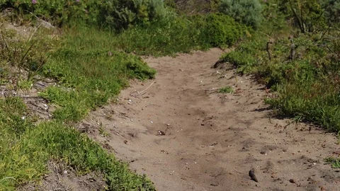 a bush walking path leading to the wild ... | Stock Video | Pond5
