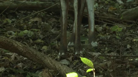 Bushbuck Doe Adult Alarmed Hluhluwe-Imfo... | Stock Video | Pond5