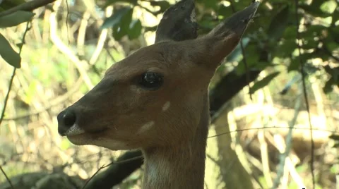 Bushbuck Doe Adult Hluhluwe-Imfolozi Par... | Stock Video | Pond5
