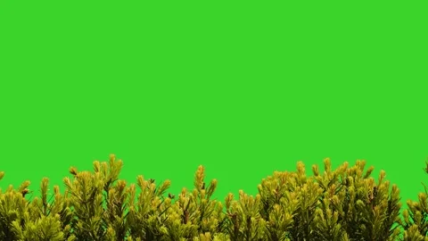 bushes green vegetation on a green scree... | Stock Video | Pond5
