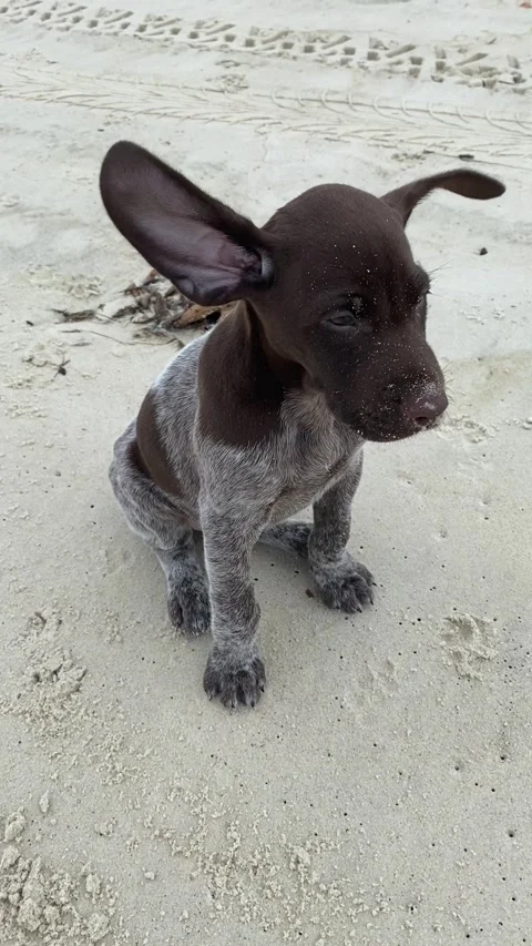 Beach Floppy Stock Videos – Royalty-Free HD & 4K Videos