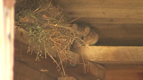 Bushy-Tailed Woodrat (Neotoma cinerea) b... | Stock Video | Pond5
