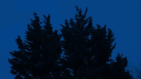 Wind Trees Night Stock Footage ~ Royalty Free Stock Videos | Pond5