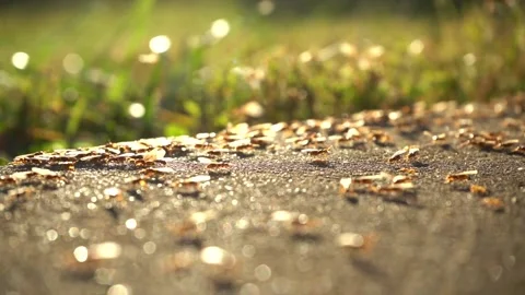 Busy backyard ant-like winged swarming i... | Stock Video | Pond5