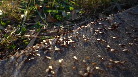 Busy backyard ant-like winged swarming i... | Stock Video | Pond5