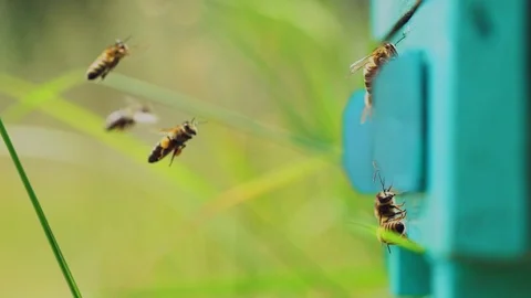 Busy bees flying into the entrance of a ... | Stock Video | Pond5