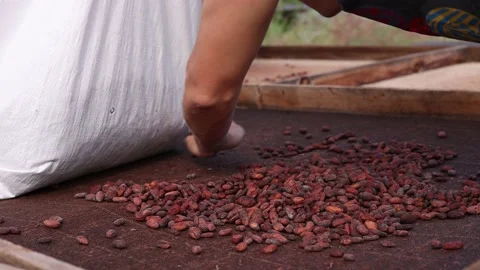 Busy Hands Bagging Dry Cacao Beans On A ... | Stock Video | Pond5