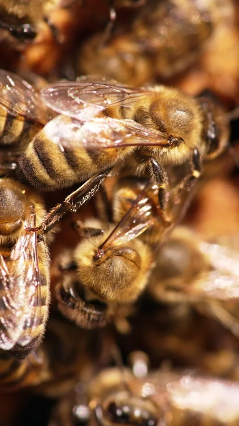 Busy Bee Moving Stock Videos – Royalty-Free HD & 4K Videos | Pond5