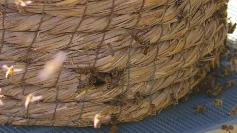 Busy honey bees flying around bee hive m... | Stock Video | Pond5
