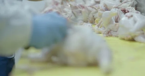 Butcher cuts slaughtered chicken inside ... | Stock Video | Pond5