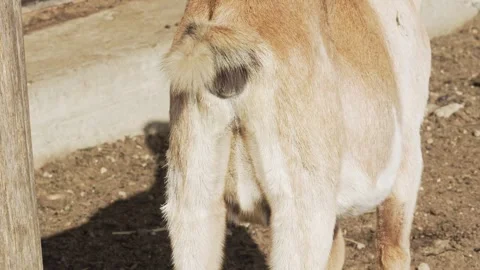 Furry Pooping Stock Videos – Royalty-Free HD & 4K Videos