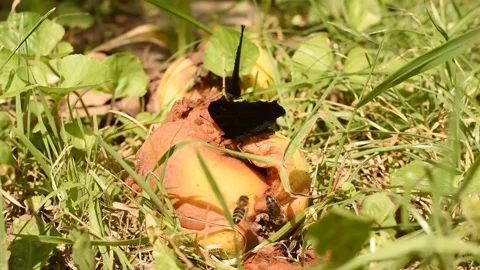 Butterflies and bees eat an apple lying ... | Stock Video | Pond5