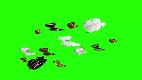 Butterflies animated group flying on gre... | Stock Video | Pond5