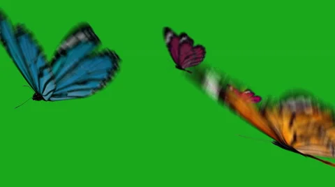 Butterfly Green Screen Landing Stock Footage ~ Royalty Free Stock ...