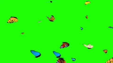 Fetching Butterflies Stock Video Footage | Royalty Free Fetching ...
