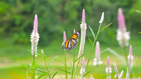 Animals Shots Stock Videos – Royalty-Free HD & 4K Videos | Pond5