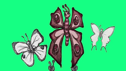 butterfly animation cartoon on green scr... | Stock Video | Pond5