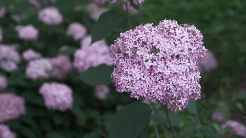 Cool Flowers Stock Videos – Royalty-Free HD & 4K Videos