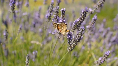 Lavender Butterfly Stock Videos – Royalty-Free HD & 4K Videos | Pond5