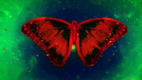 Butterfly Ueffect Stock Videos – Royalty-Free HD & 4K Videos