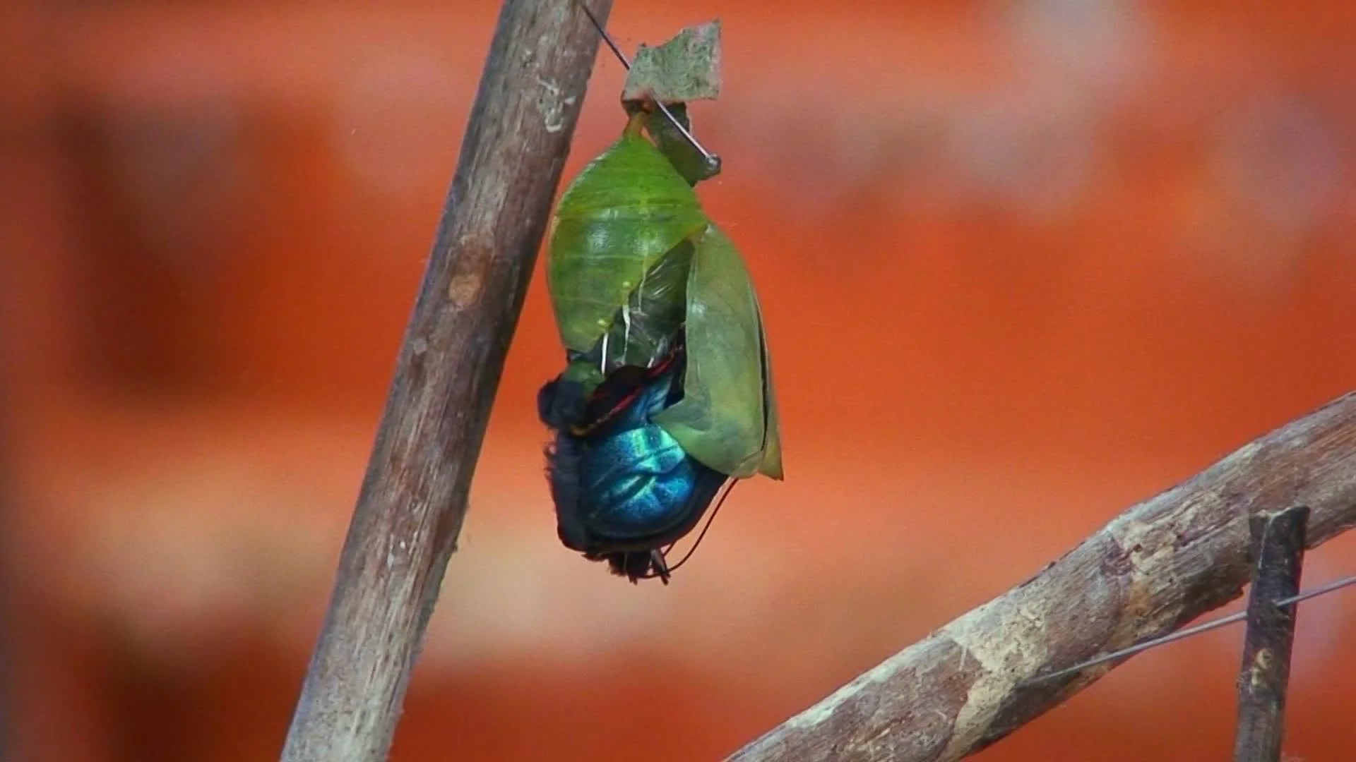 Blue Butterfly Emerging From Cocoon