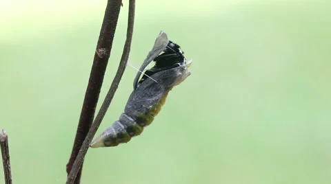 Butterfly Emerging | Stock Video | Pond5