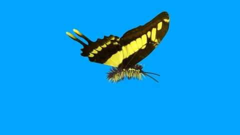 Butterfly Animation Stock Video Footage | Royalty Free Butterfly ...