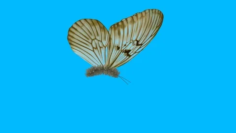 3D Wings Stock Videos – Royalty-Free HD & 4K Videos | Pond5