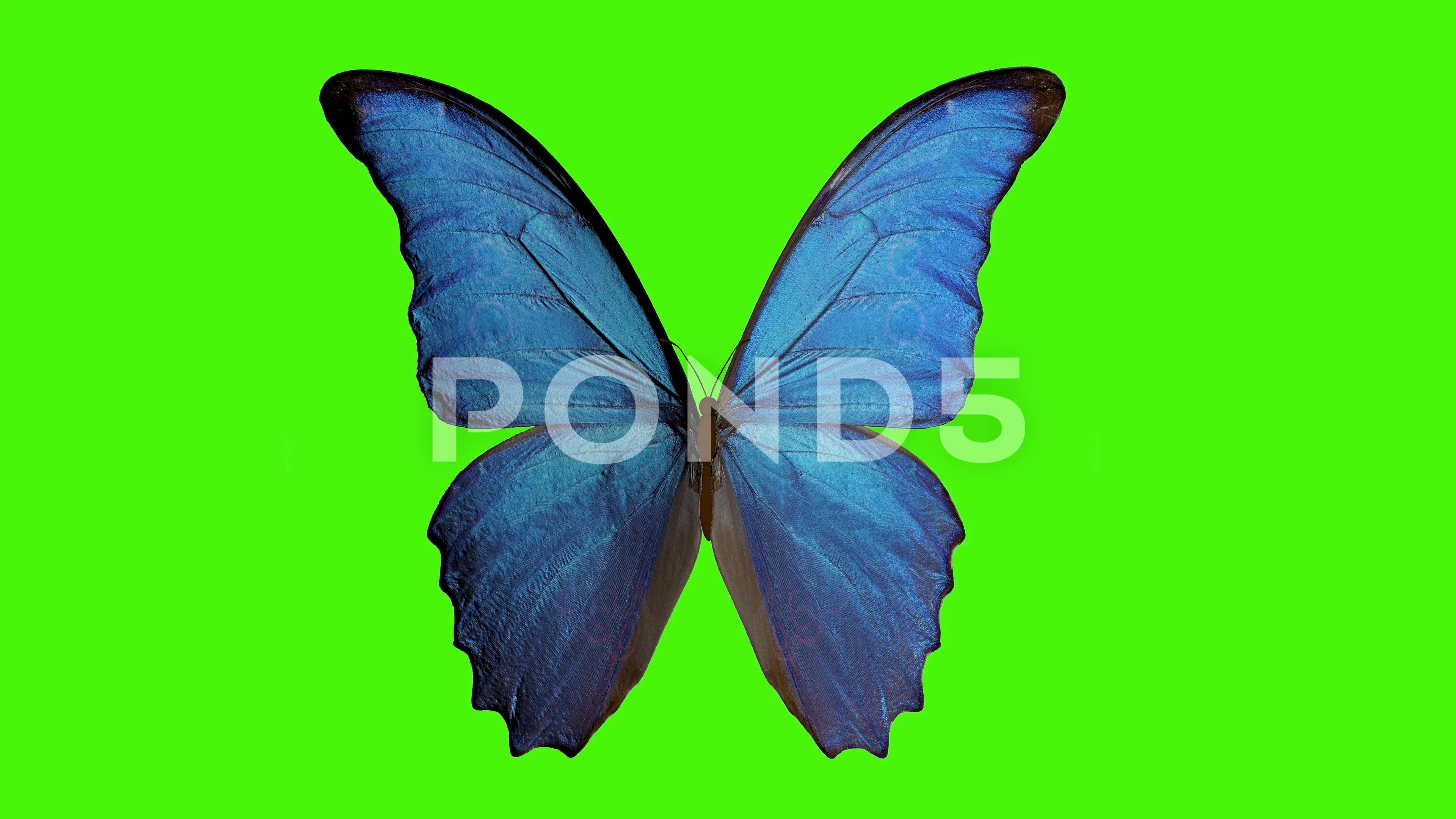 Ifa Butterfly Flaps Its Wings Guyanese Butter Flap/cheese Flap.