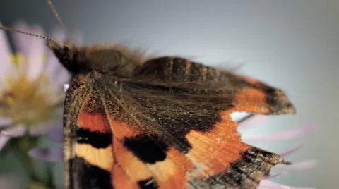 Butterfly Flaps Wings | Stock Video | Pond5