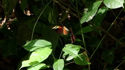 Butterfly flies around another butterfly... | Stock Video | Pond5
