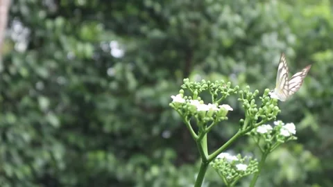 Wallpapers Background Stock Videos – Royalty-Free HD & 4K Videos