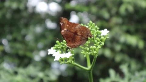 Wallpapers Background Stock Videos – Royalty-Free HD & 4K Videos