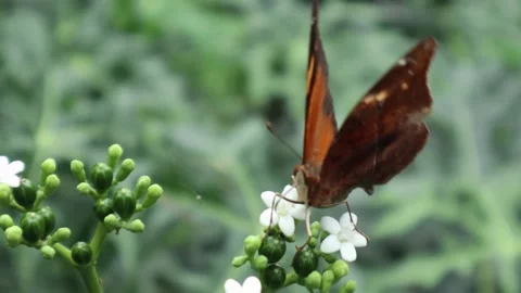 Wallpapers Background Stock Videos – Royalty-Free HD & 4K Videos