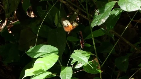 Butterfly flying around ready to mate in... | Stock Video | Pond5