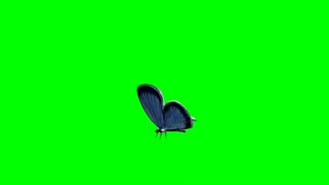 Butterfly Flying on Green Screen 07 | Stock Video | Pond5