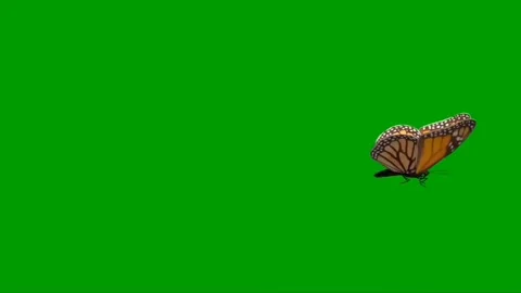 Butterfly Green Green Screen Stock Video Footage | Royalty Free ...