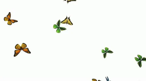 Butterfly Flying Alpha Stock Video Footage | Royalty Free Butterfly ...