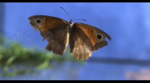 Butterfly Flying Slow Motion Stock Video Footage | Royalty Free ...