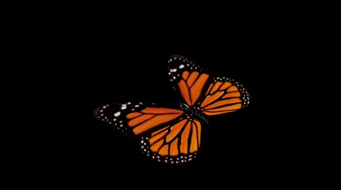 Monarch Butterfly Animation Stock Footage ~ Royalty Free Stock Videos ...