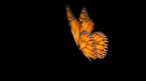 Butterfly Stock Video Footage | Royalty Free Butterfly Videos | Pond5