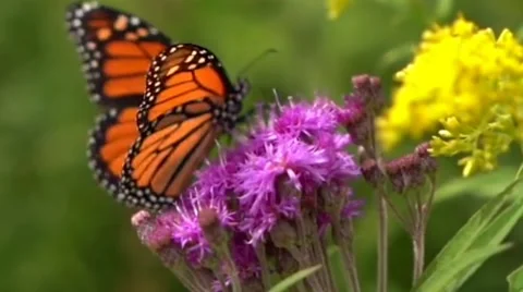 Butterfly | Stock Video | Pond5