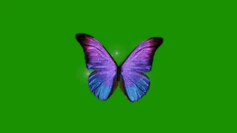 Butterfly Green Green Screen Stock Video Footage | Royalty Free ...