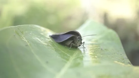 Its Just Wings Stock Videos – Royalty-Free HD & 4K Videos