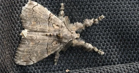Butterfly Hawk Moth Death Head | Stock Video | Pond5