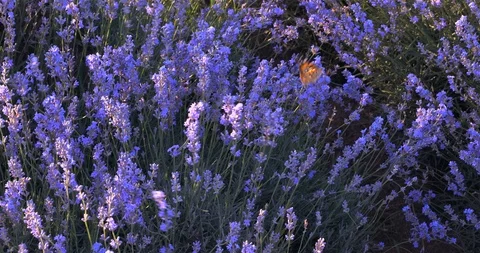 Lavender Butterfly Stock Videos – Royalty-Free HD & 4K Videos | Pond5